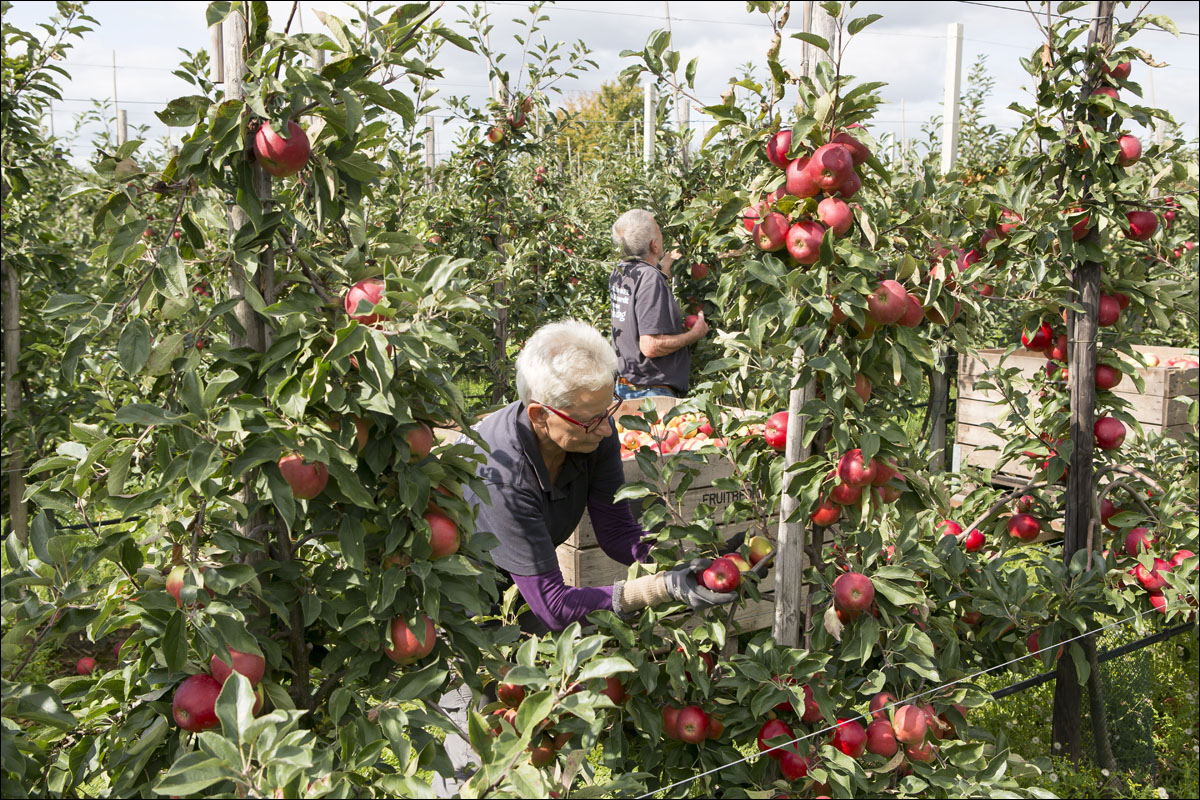 Appels, peren, kersen, morellen, en pruimen
